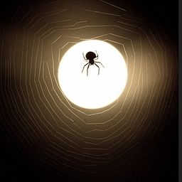 Moon Spider - TOMMY-TA