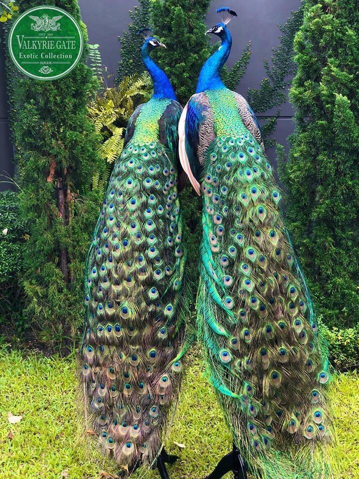 Mixed media feed | Valkyrie Gate | LINE Official Account